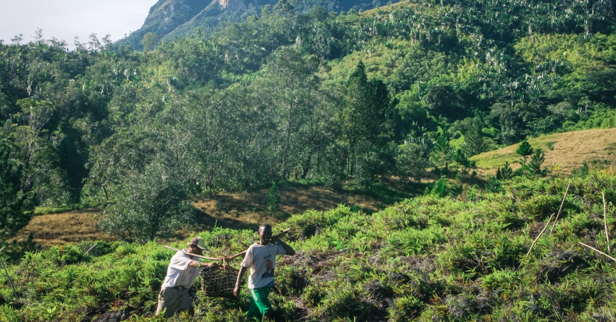 This Organization Has Planted Tens of Millions of Trees in Africa ...