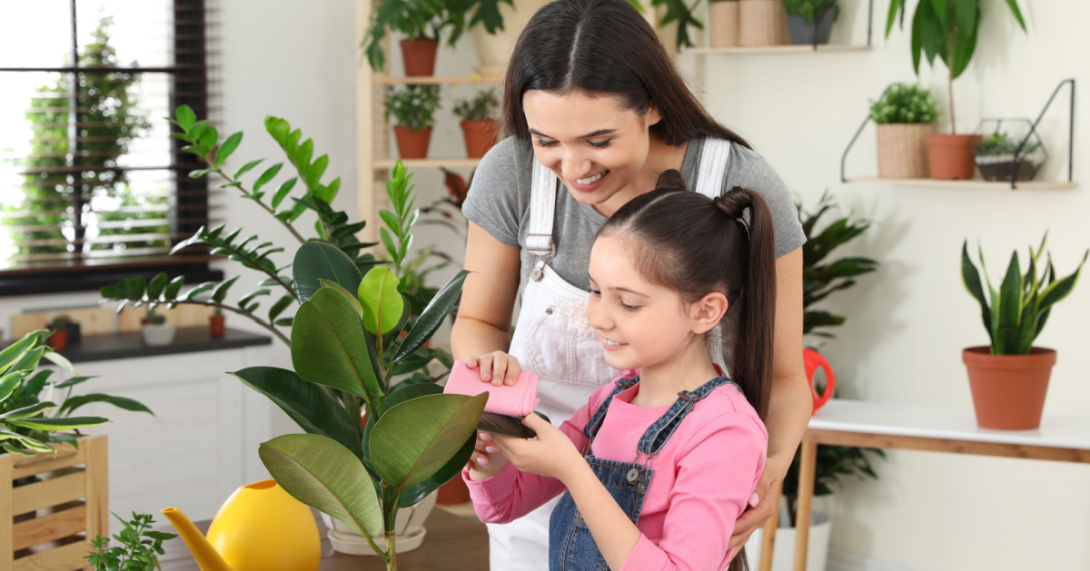 7 Low Maintenance Houseplants That Anyone Can Grow - GOODNET | Gateway ...