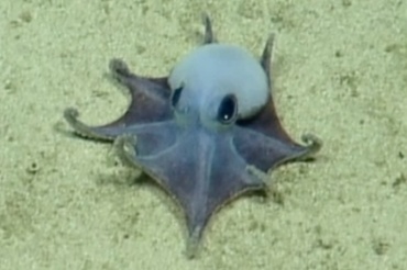 Scientists Discover a Tiny Blue Octopus Species - GOODNET | Gateway to ...